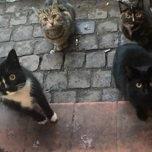 Marius Valentin Burcea | Saatchi Art