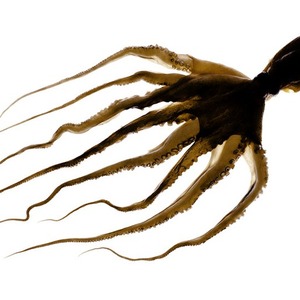 Marc Dimov | Saatchi Art