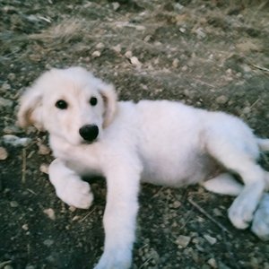 Jessica Ferrante | Saatchi Art