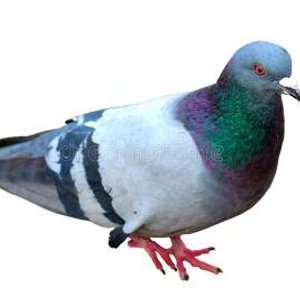 SEMPIIRA JOSEPH NYAGWA | Saatchi Art