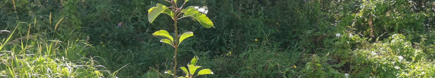 Karin Aherne Jansen | Saatchi Art