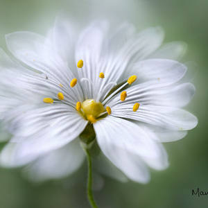 Mandy Disher | Saatchi Art