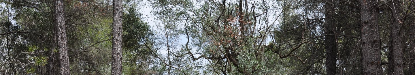 Laura Williams | Saatchi Art