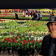 Tree Drawings: the difference in the weather 1 Drawing by Susan Hey ...