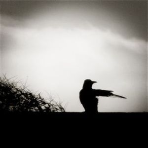 Chris Tancock | Saatchi Art