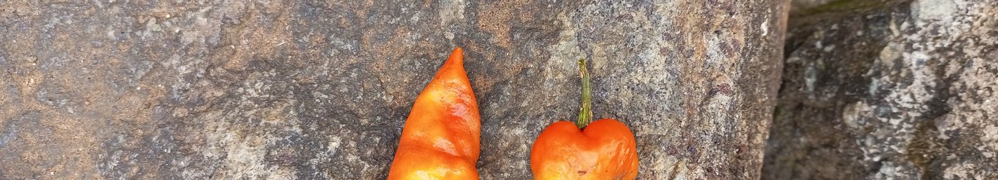 Merlin Flower | Saatchi Art